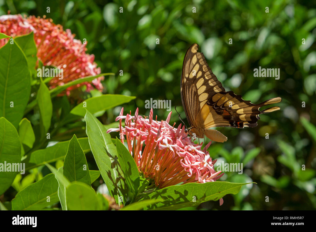 King Swallowtail (Heraclides thoas, Papilio thoas), aka Thoas ...