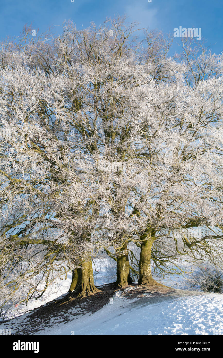 Fagus sylvatica f purpurea winter hi-res stock photography and images ...