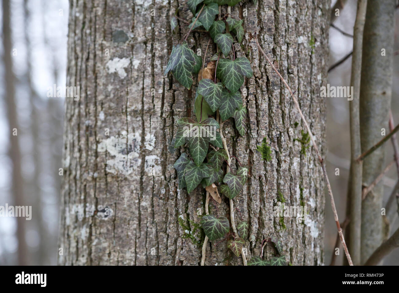 Green ivy branch down the tree trunk Stock Photo - Alamy