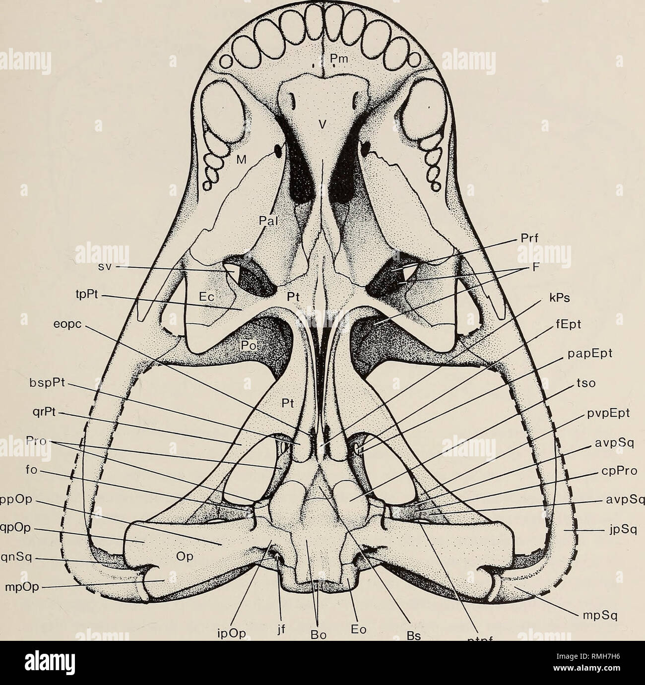 . Annals of the South African Museum = Annale van die Suid-Afrikaanse ...