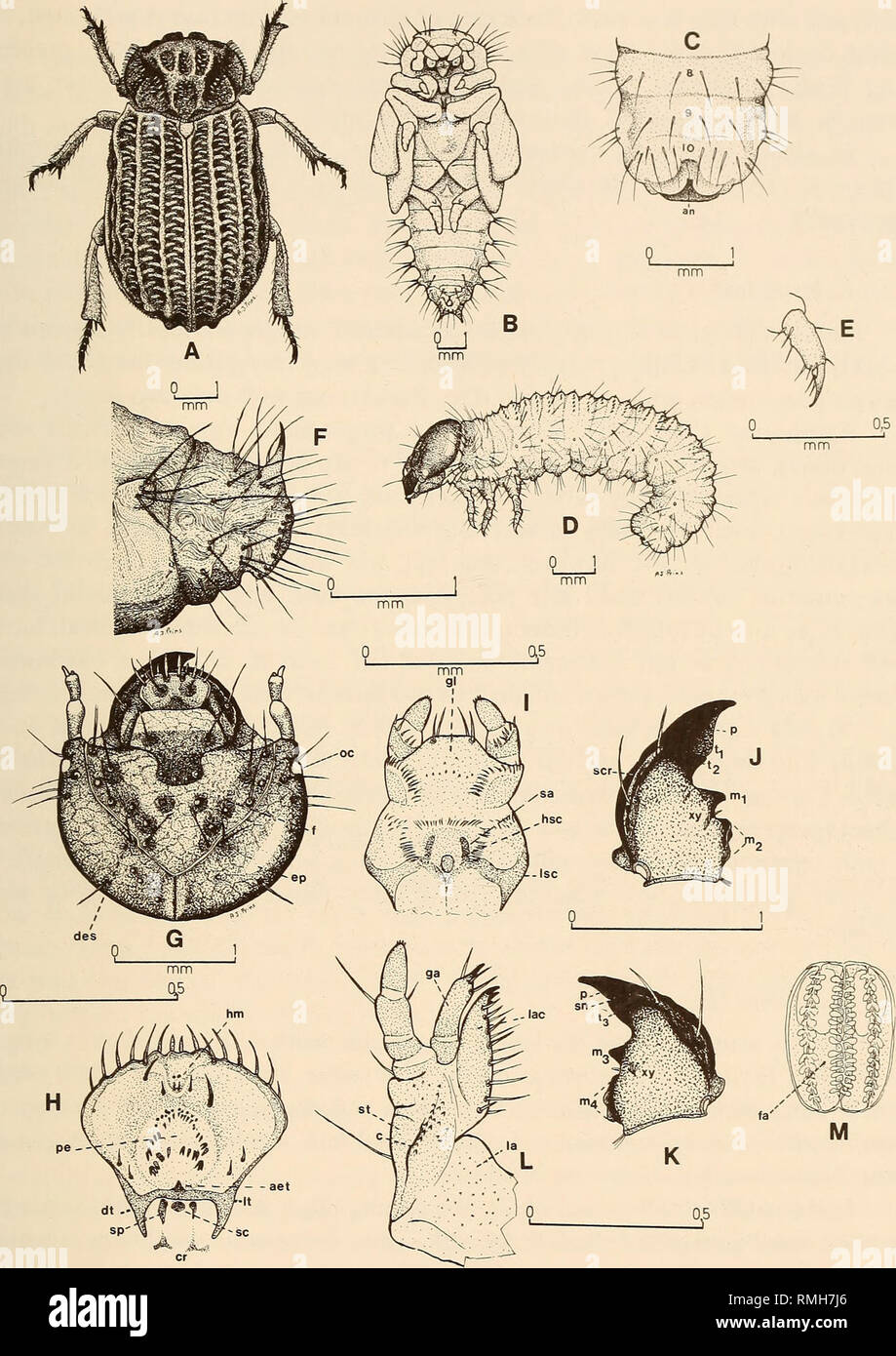 . Annals of the South African Museum = Annale van die Suid-Afrikaanse ...