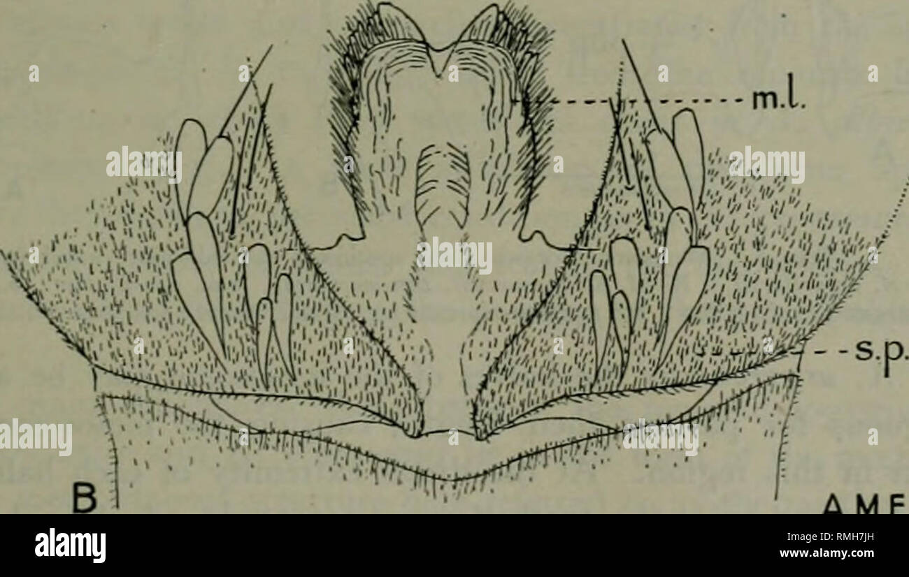 Mesosome hi-res stock photography and images - Alamy