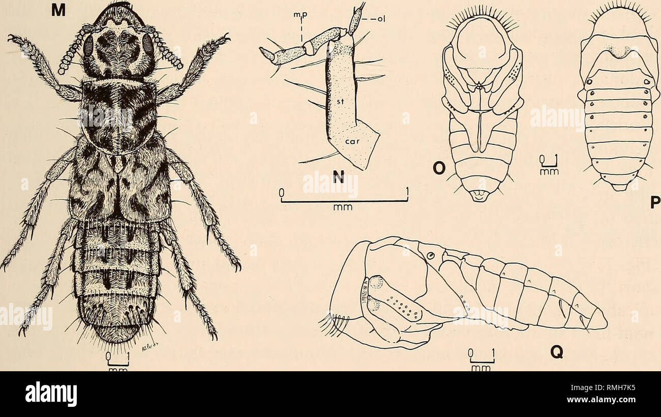. Annals of the South African Museum = Annale van die Suid-Afrikaanse ...