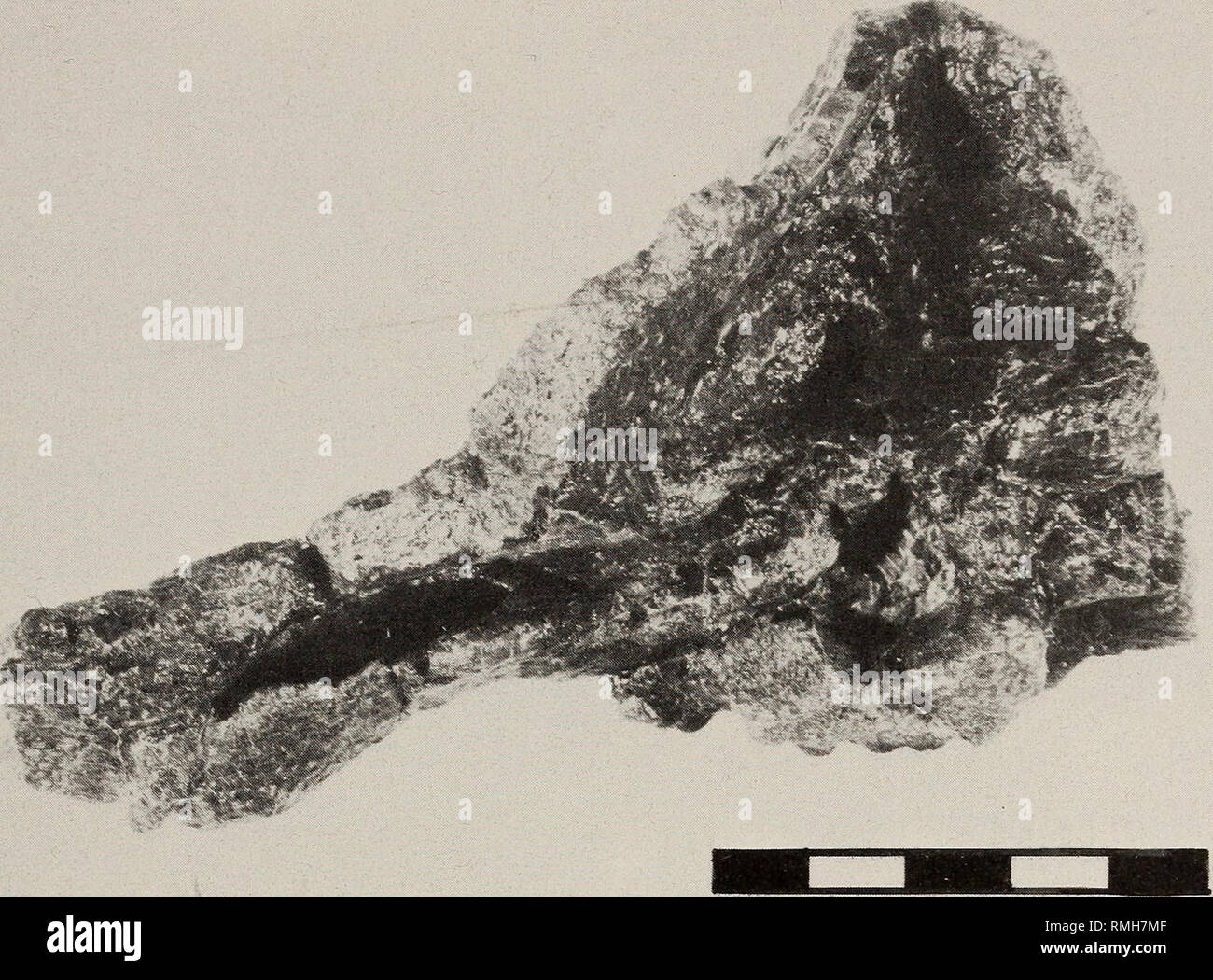 . Annals of the South African Museum = Annale van die Suid-Afrikaanse ...