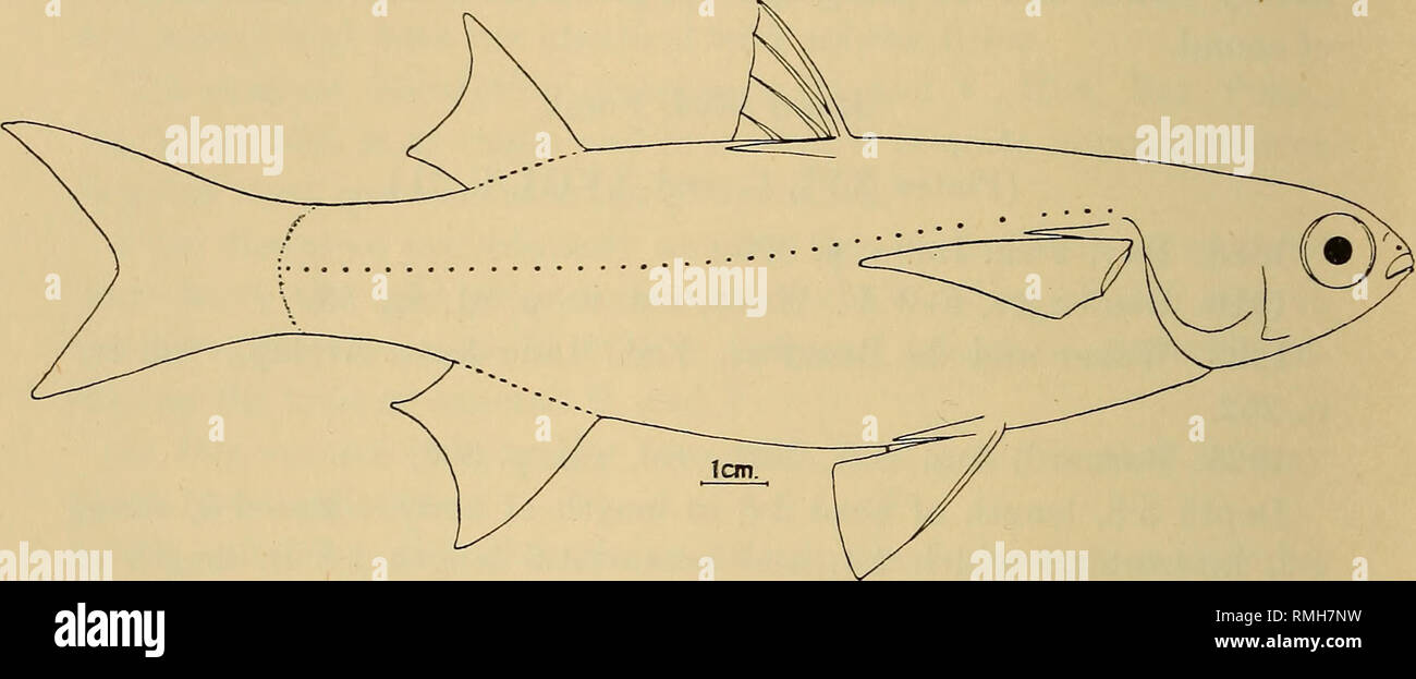 Falcate Dorsal Fin High Resolution Stock Photography and Images - Alamy