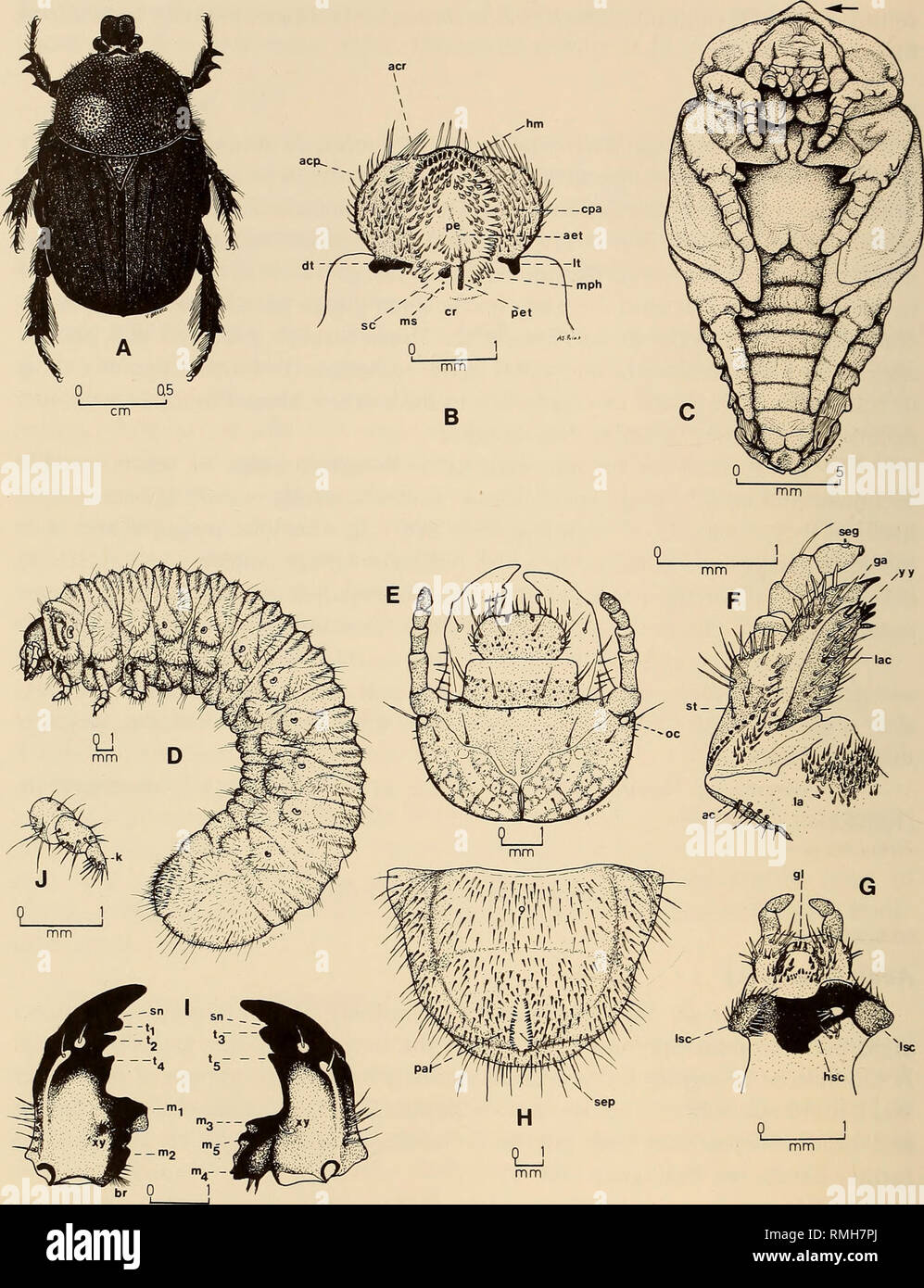 . Annals of the South African Museum = Annale van die Suid-Afrikaanse ...