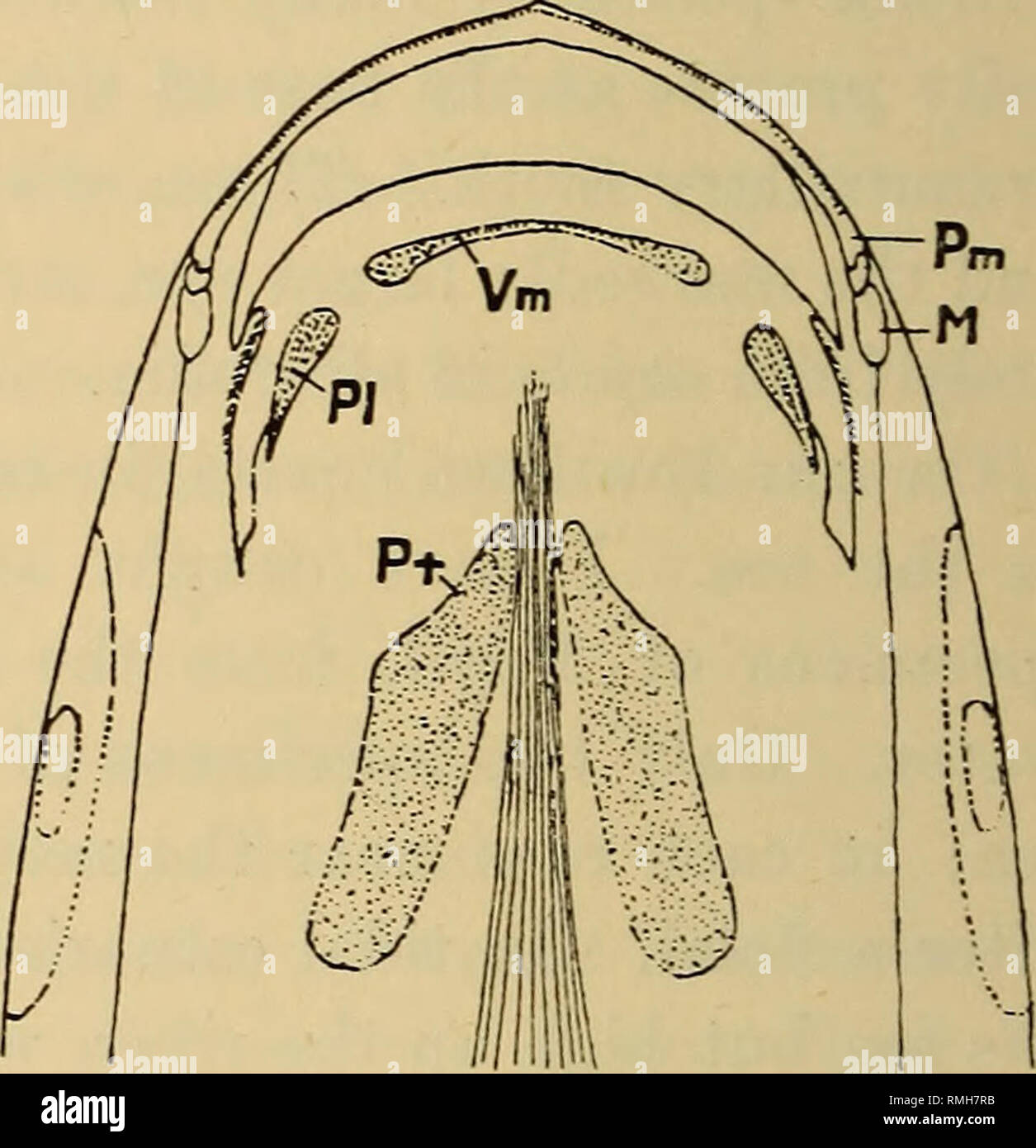 . Annals of the South African Museum = Annale van die Suid-Afrikaanse ...