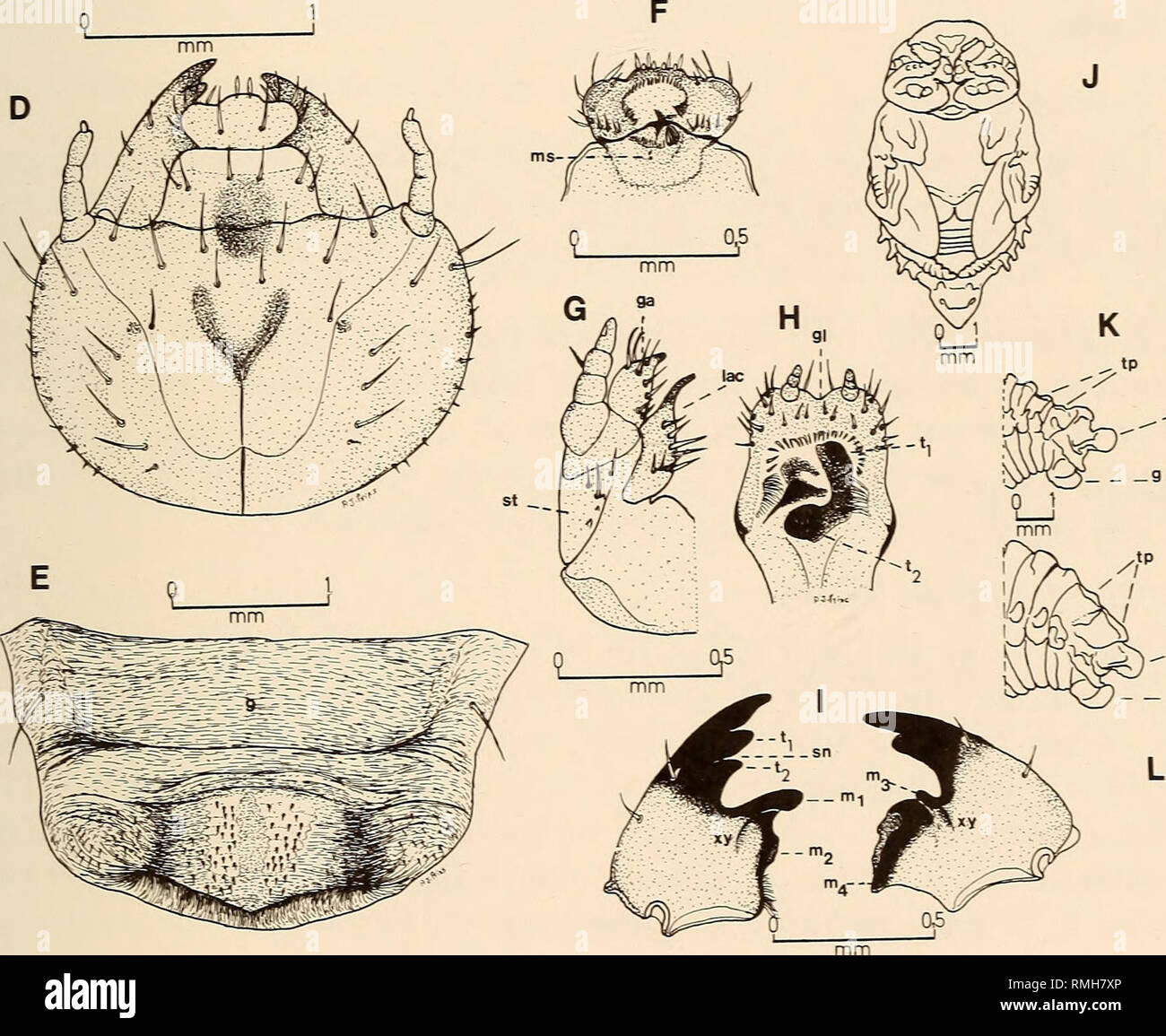 Onitis aygulus hi-res stock photography and images - Alamy