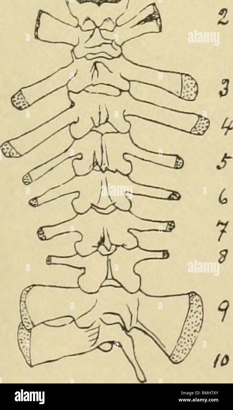 Intervertebral foramina hi-res stock photography and images - Alamy