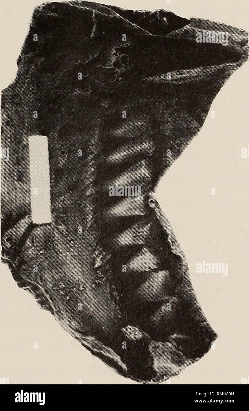 Lycorhinus hi-res stock photography and images - Alamy