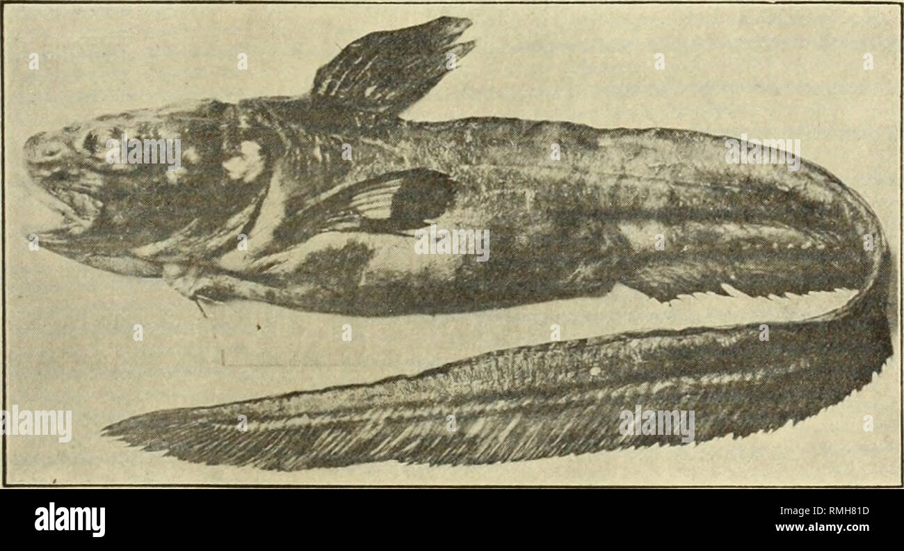 Subterminal mouth hi-res stock photography and images - Alamy