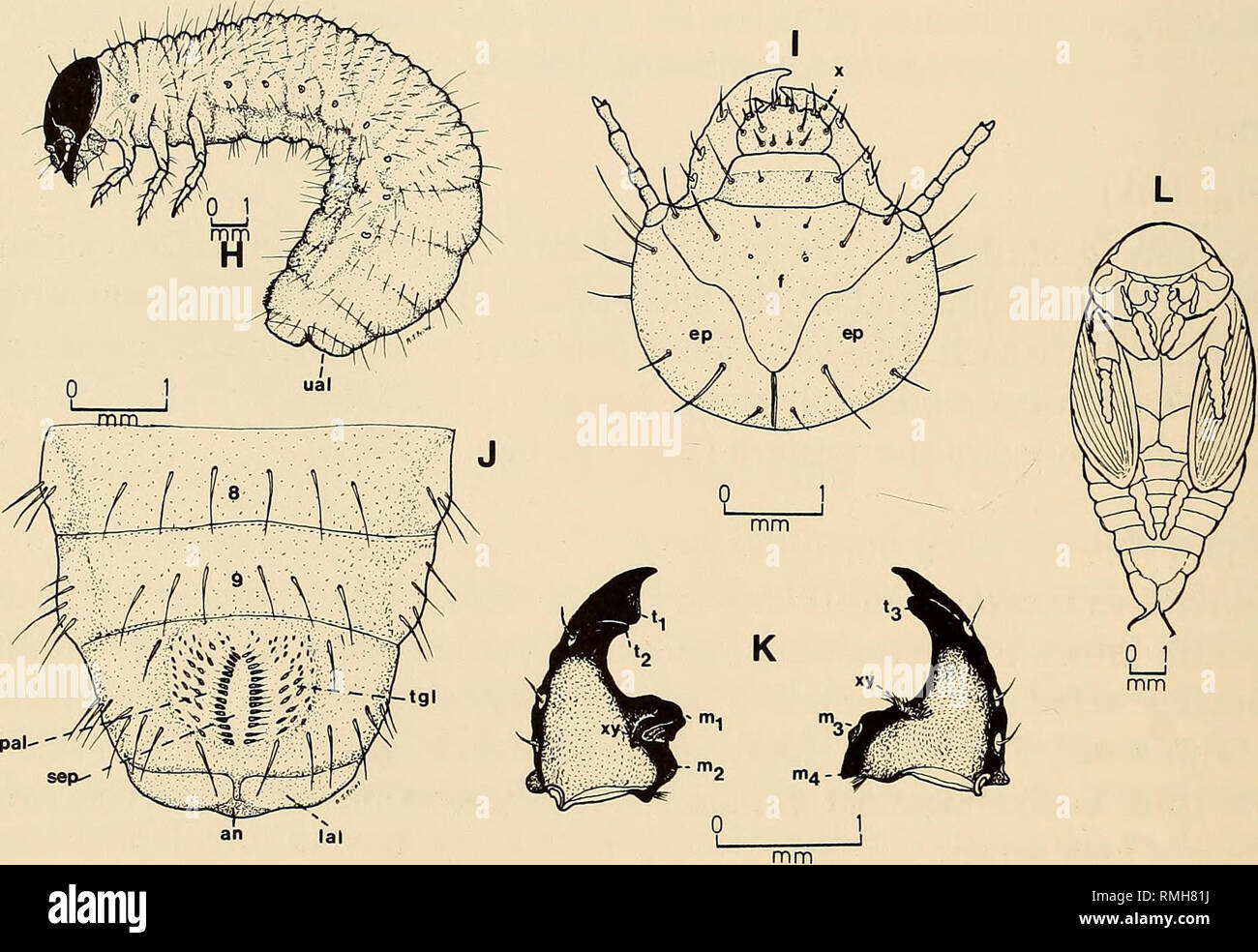 . Annals of the South African Museum = Annale van die Suid-Afrikaanse ...