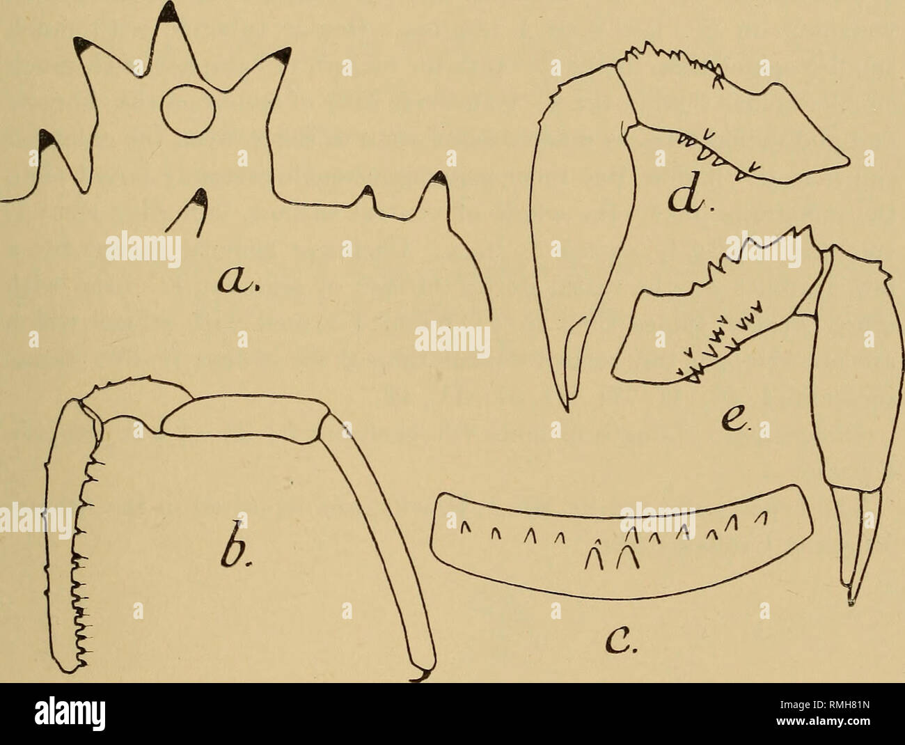 . Annals of the South African Museum = Annale van die Suid-Afrikaanse ...