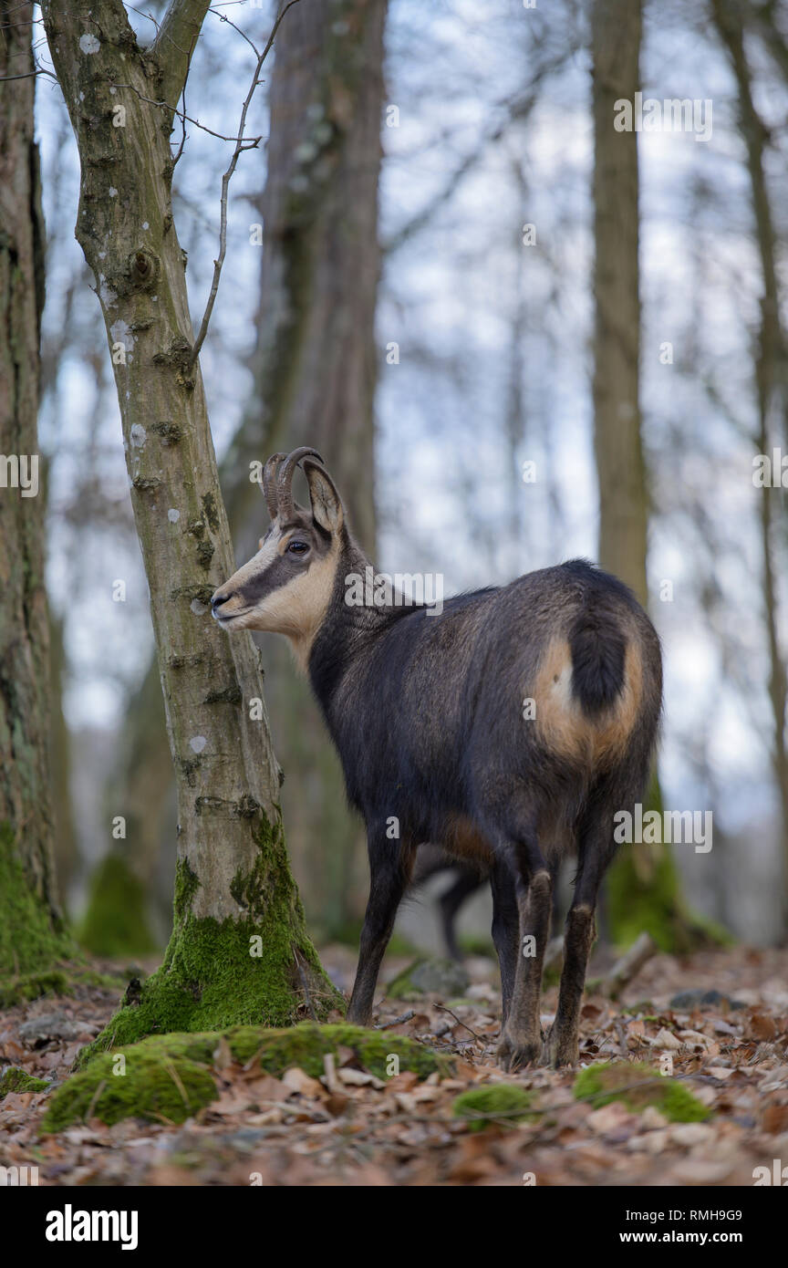 Alpine chamois in the forest Stock Photo - Alamy