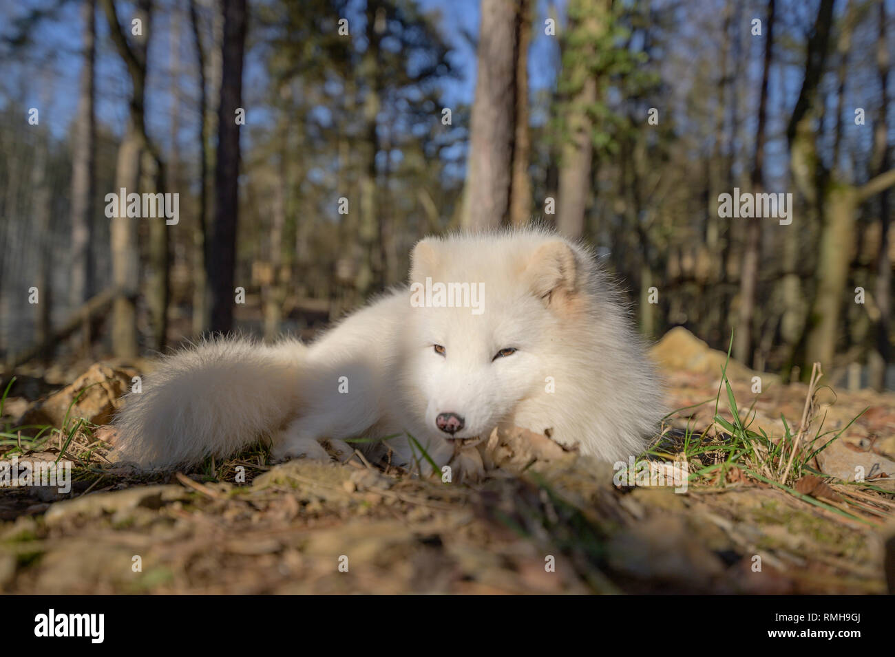 Artic fox iceland hi-res stock photography and images - Alamy