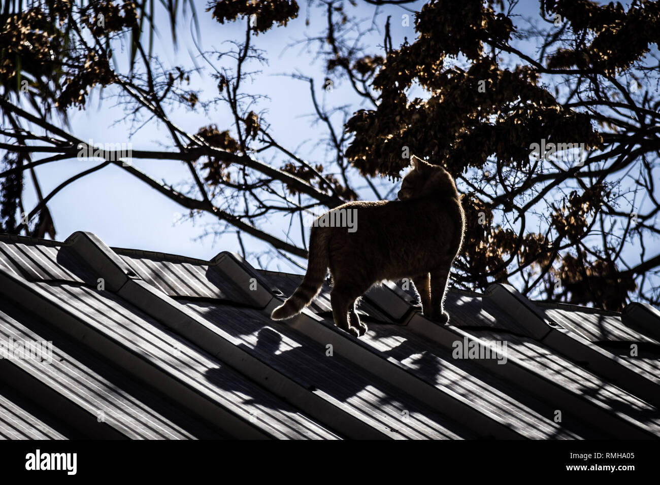 cat on a roof Stock Photo - Alamy