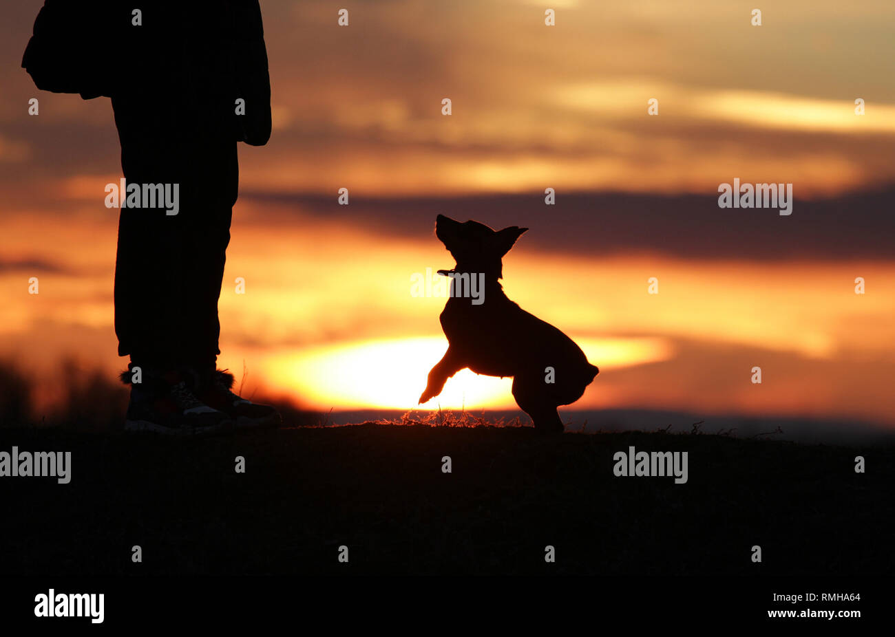 Little dog miniature pinscher dancing on the background of a beautiful ...