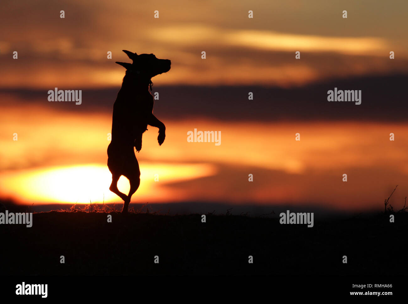 Little dog miniature pinscher dancing on the background of a beautiful ...