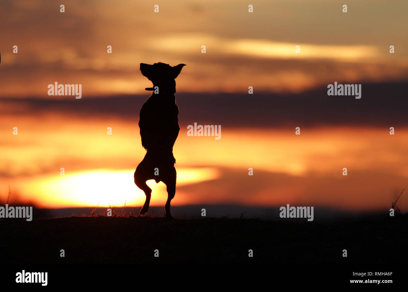 Pinscher sun hi-res stock photography and images - Alamy