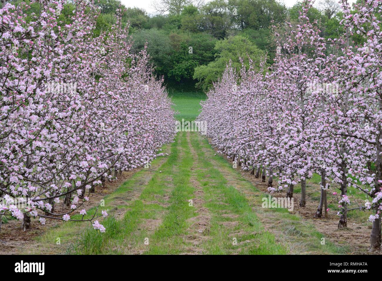Two rows of apple trees in bloom in a modern orchard Stock Photo - Alamy