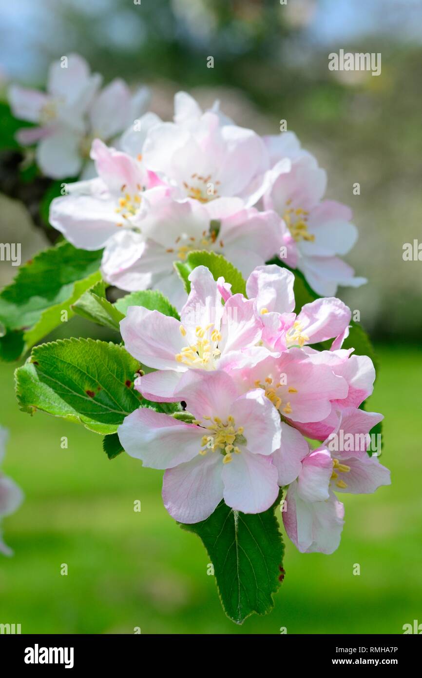 Apple blosssom hi-res stock photography and images - Alamy