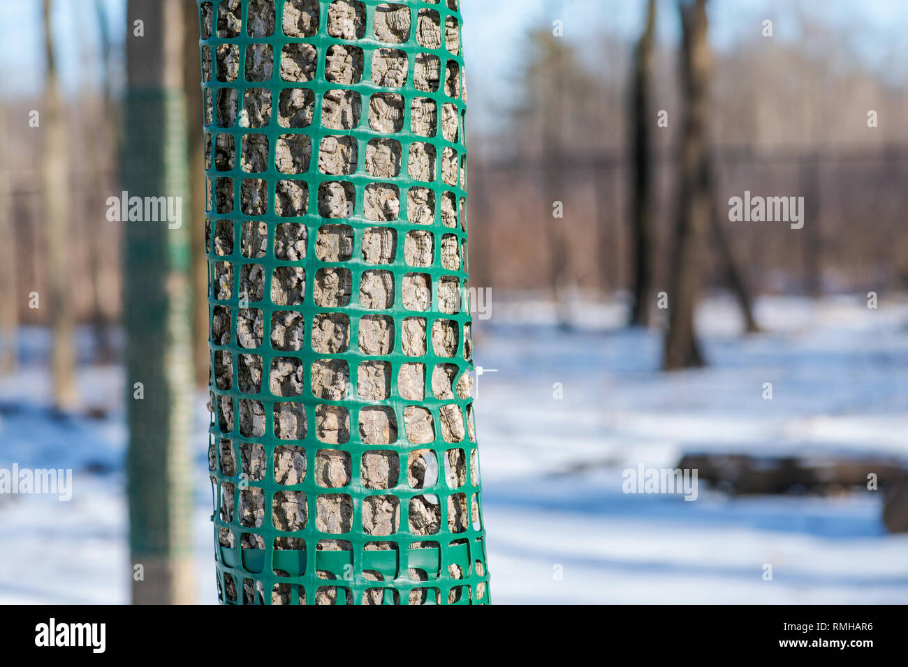 Plastic mesh protecting trees from animal destruction Stock Photo - Alamy