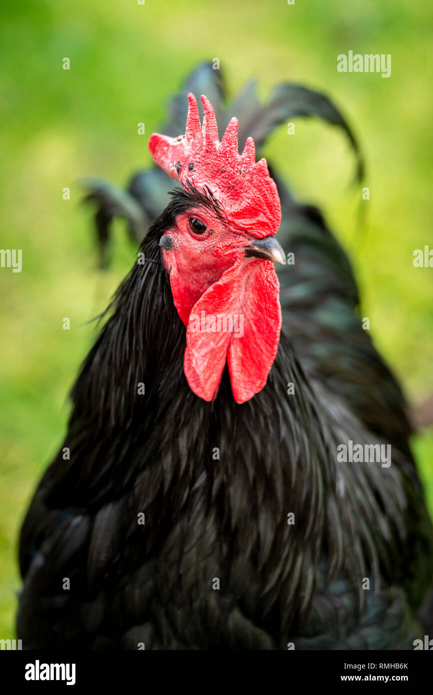 Beautiful healthy black rooster with red comb in a green field in ...