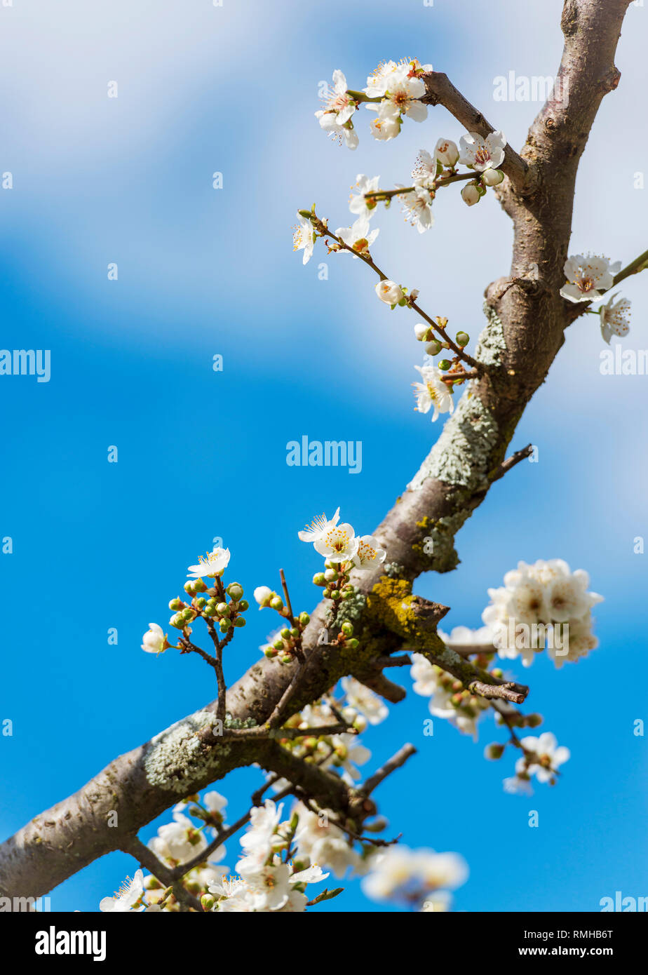 Blossom tree branch in closeup with shallow focus Stock Photo - Alamy