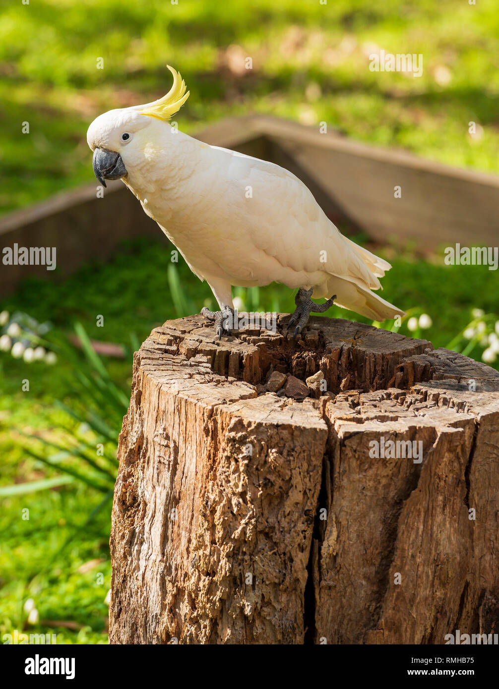 Curious cockatoo bird sitting on a log in Australia Stock Photo - Alamy