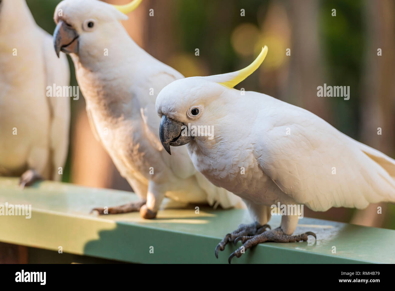 Flock of sulphur-crested cockatoos in southern Australia Stock Photo ...