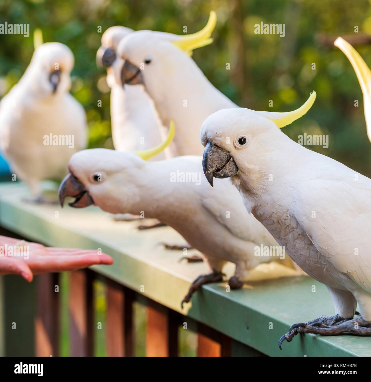 Flock of sulphur-crested cockatoos in southern Australia Stock Photo ...