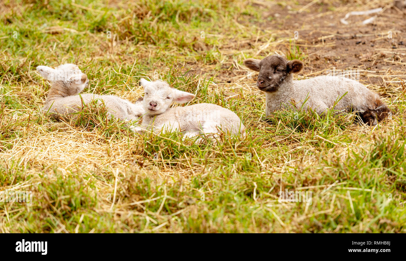 Resting spring lambs hi-res stock photography and images - Alamy