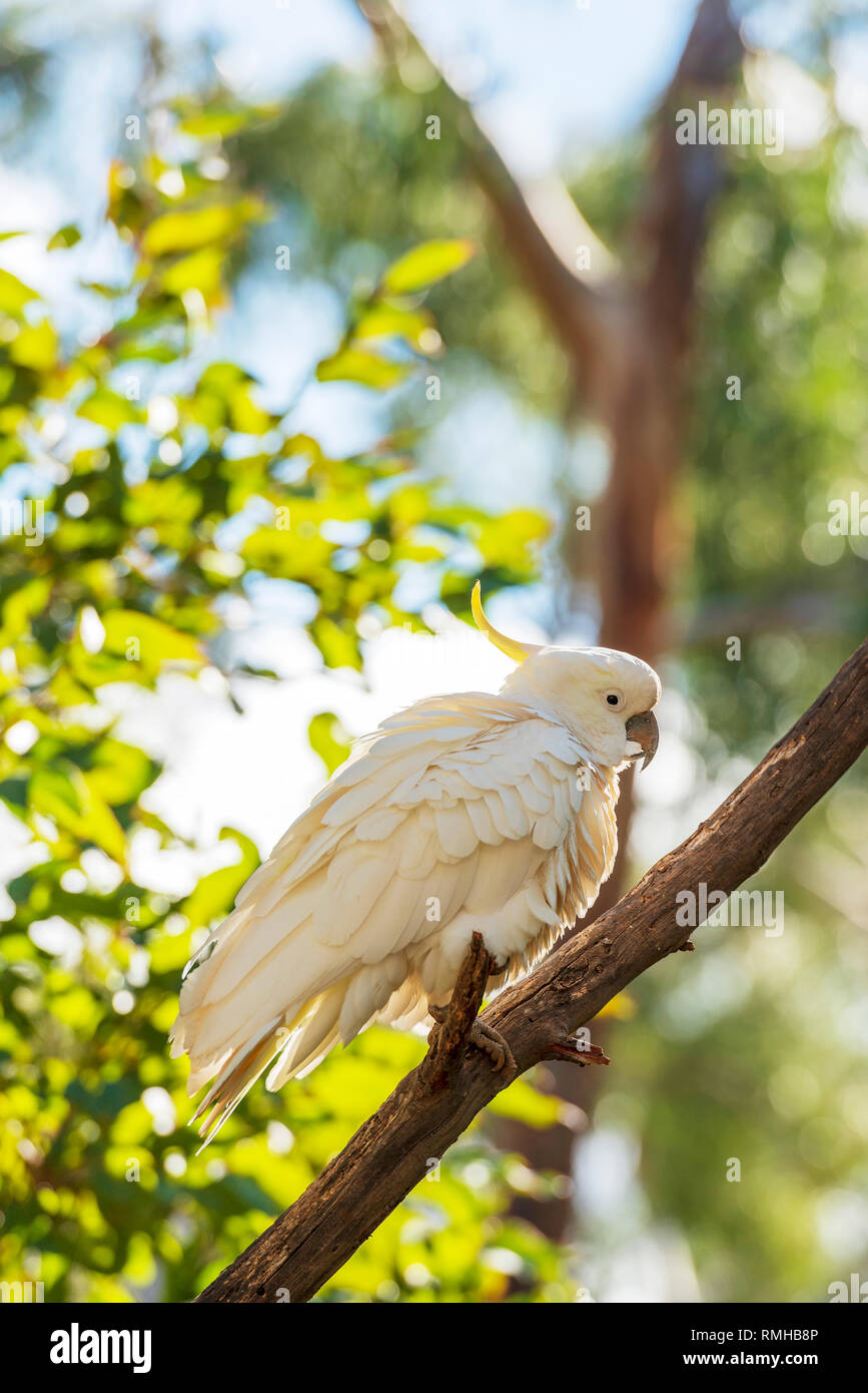 White crested cockatoo hi-res stock photography and images - Alamy