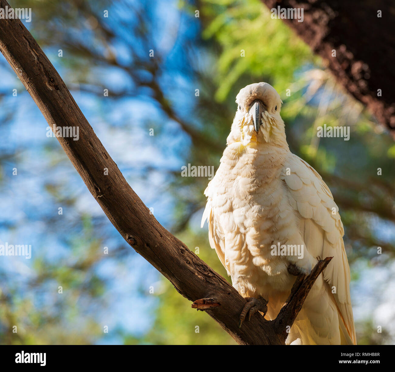 Sulphur crested cockatoos in tree hi-res stock photography and images ...