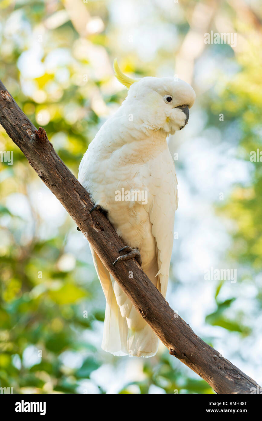 Sulphur crested cockatoos in tree hi-res stock photography and images ...