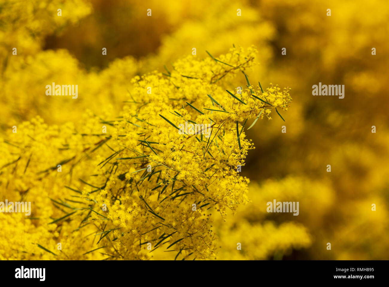 Yellow Wattle Flower High Resolution Stock Photography and Images - Alamy