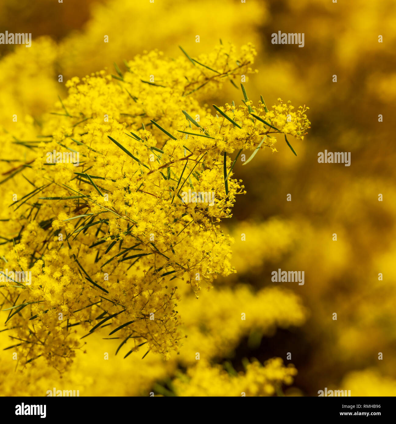 Wattle tree hi-res stock photography and images - Alamy