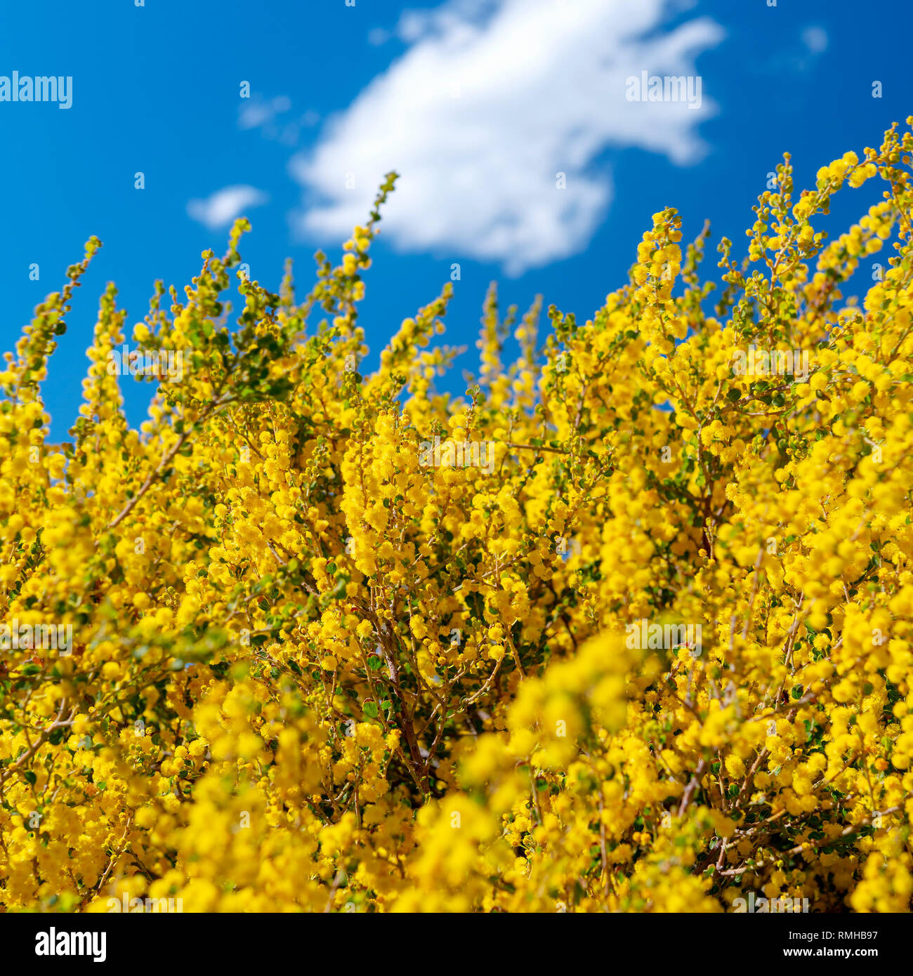 Australian wattle tree hi-res stock photography and images - Alamy