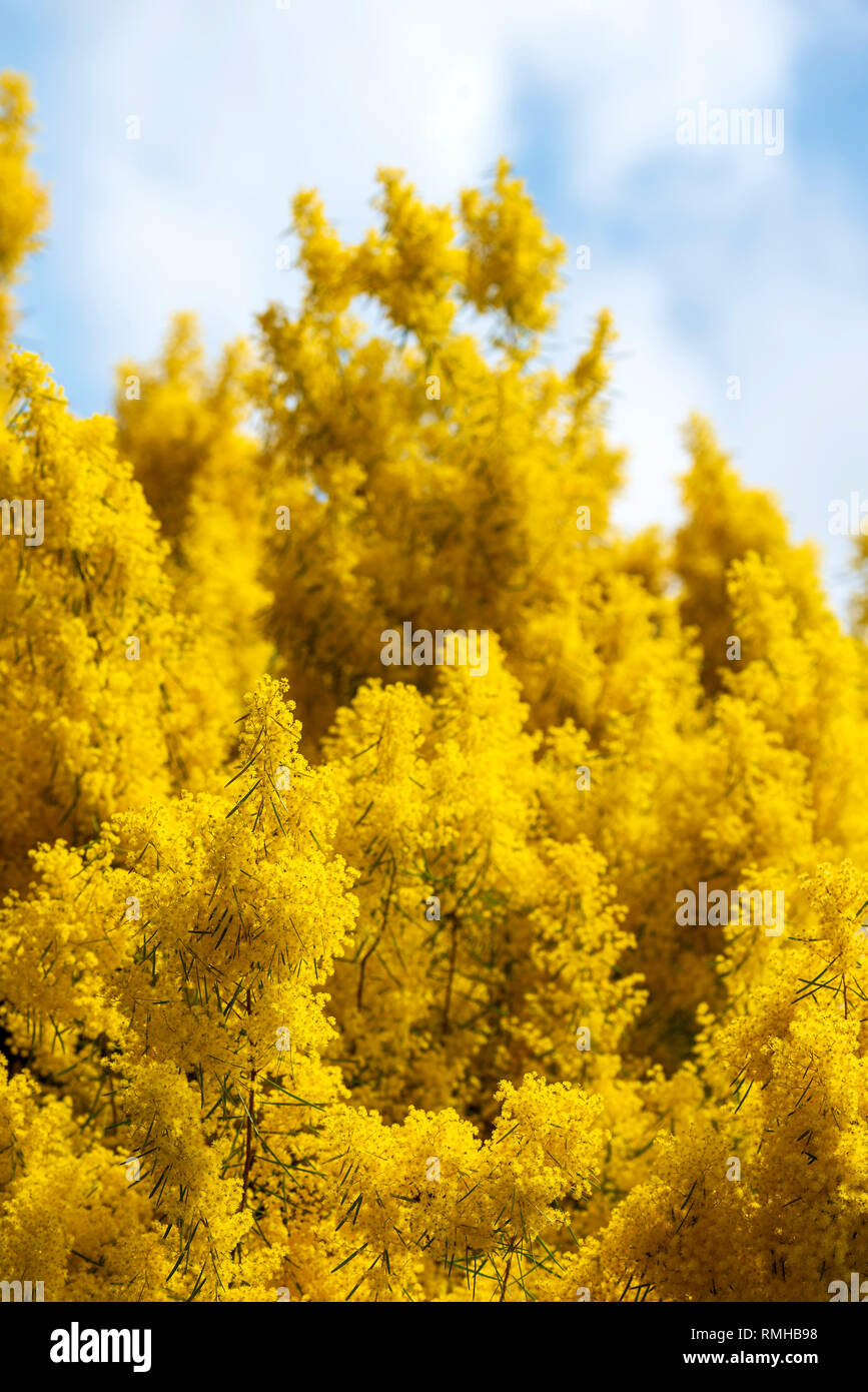 Wattle tree hi-res stock photography and images - Alamy