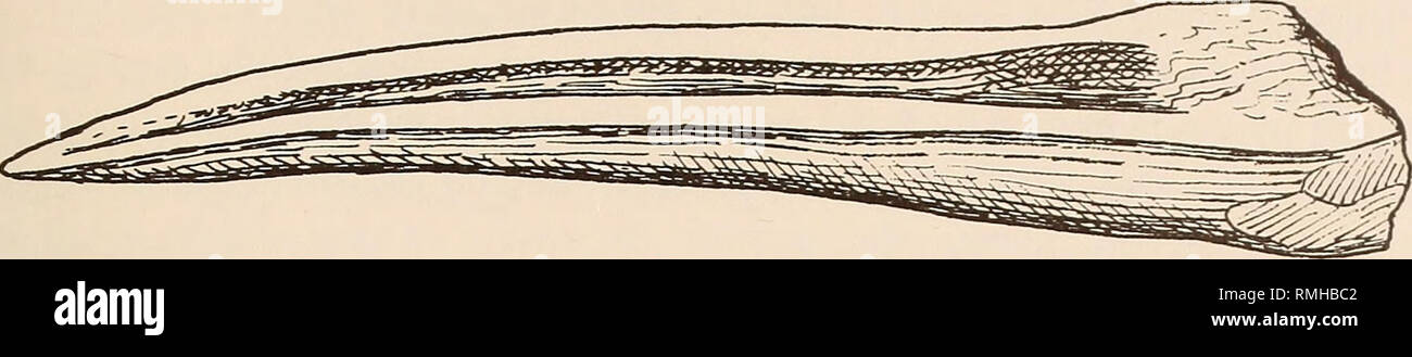 . Annals of the South African Museum = Annale van die Suid-Afrikaanse ...