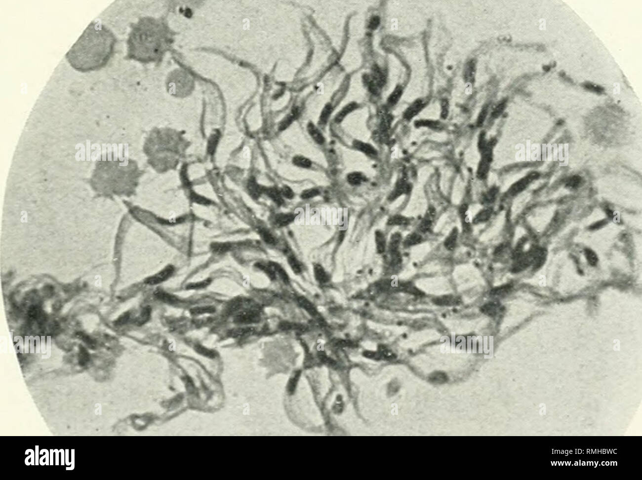 . Annals of tropical medicine and parasitology. Parasites. Fig.1.. Fig ...