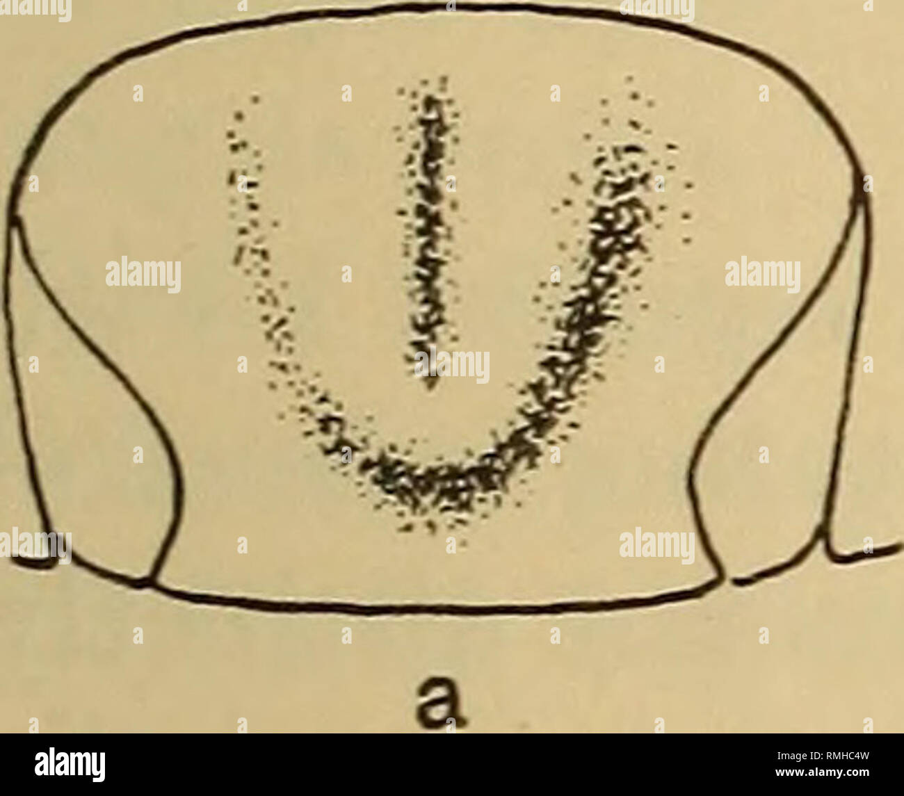 Raised bosses hi-res stock photography and images - Alamy