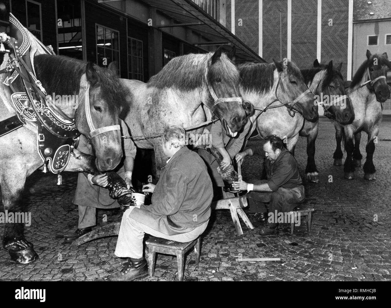The finishing touches are given to the Dutch draft horses for the big ...