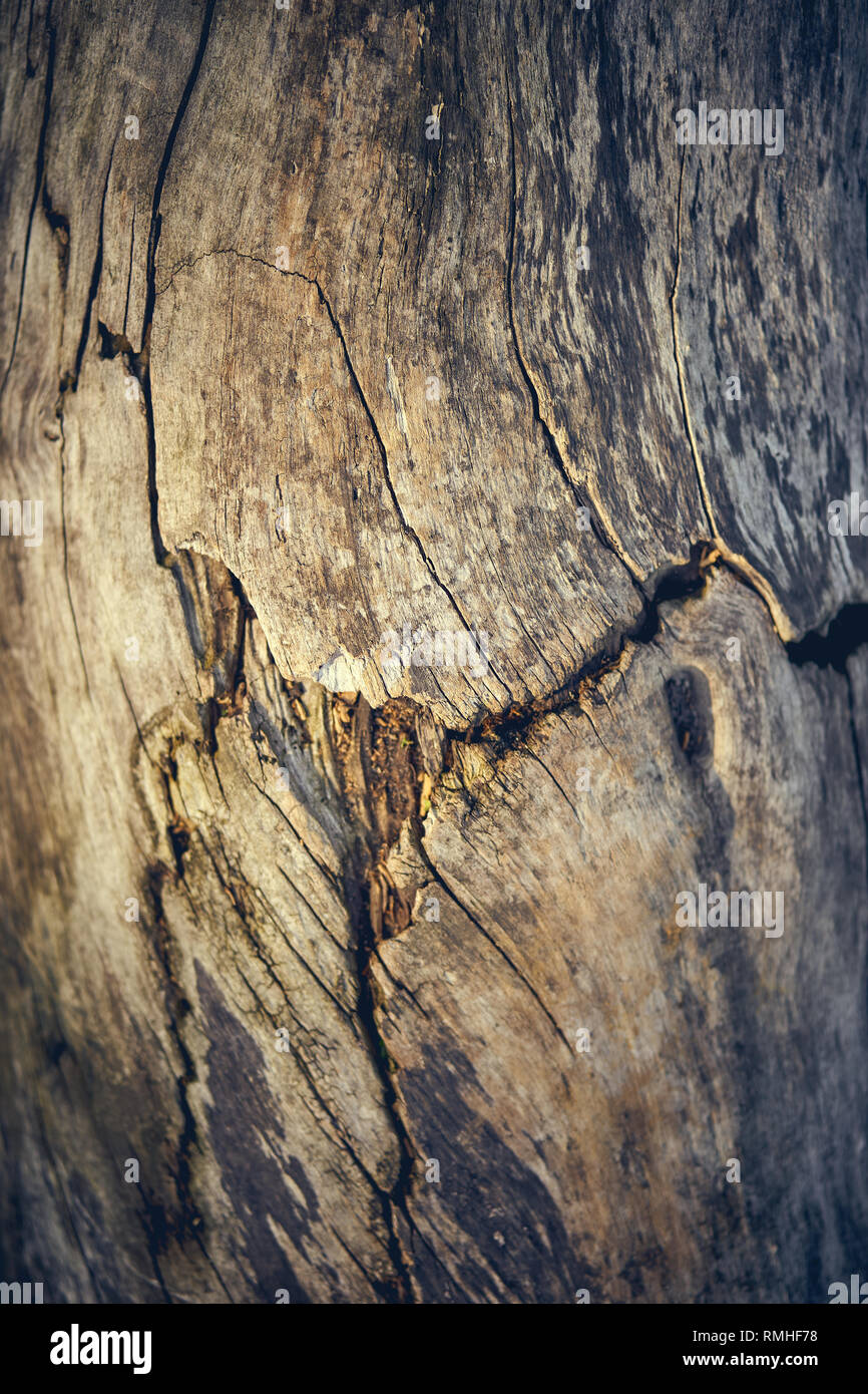Tree log trunk green hi-res stock photography and images - Alamy