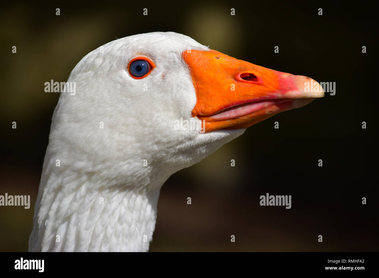 Blue eyed Goose portrait Stock Photo - Alamy
