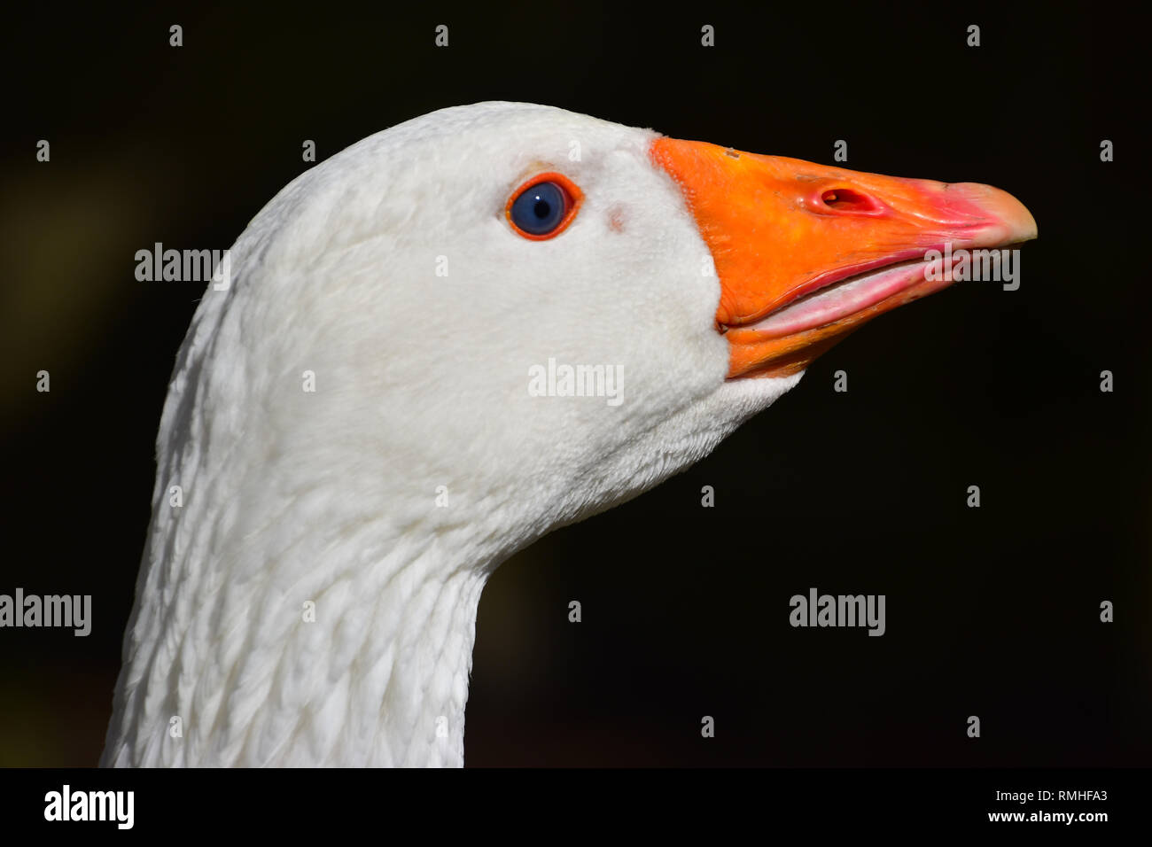 Blue eyed Goose portrait Stock Photo - Alamy