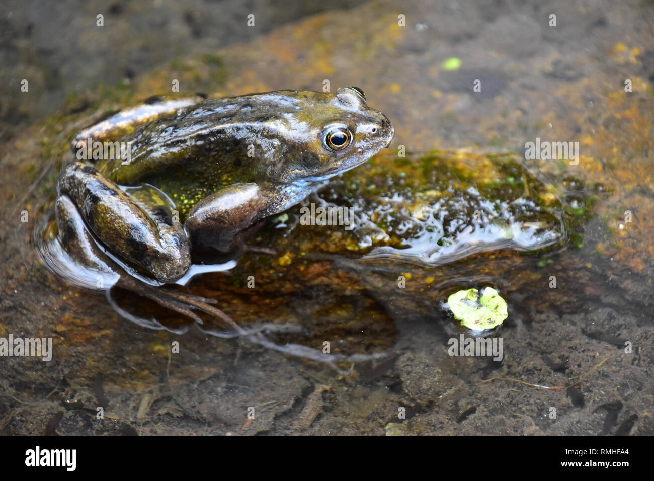 Frog bridge hi-res stock photography and images - Alamy