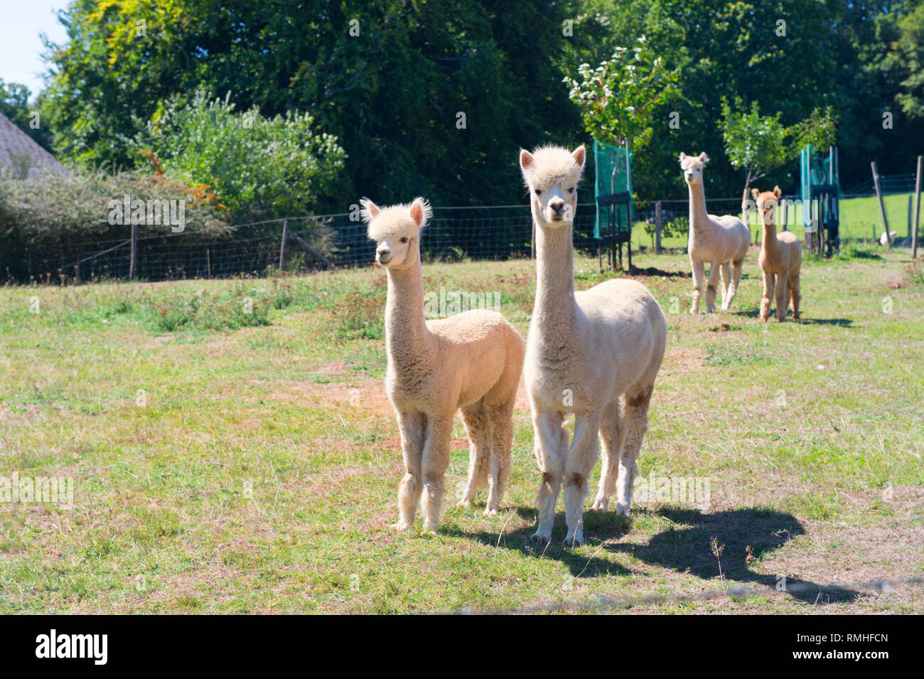 Farm with alpacas in the meadows Stock Photo - Alamy