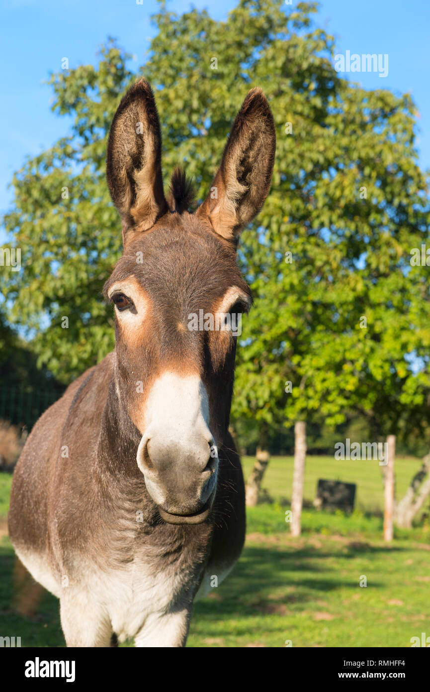 Single donkey in the green meadows Stock Photo - Alamy
