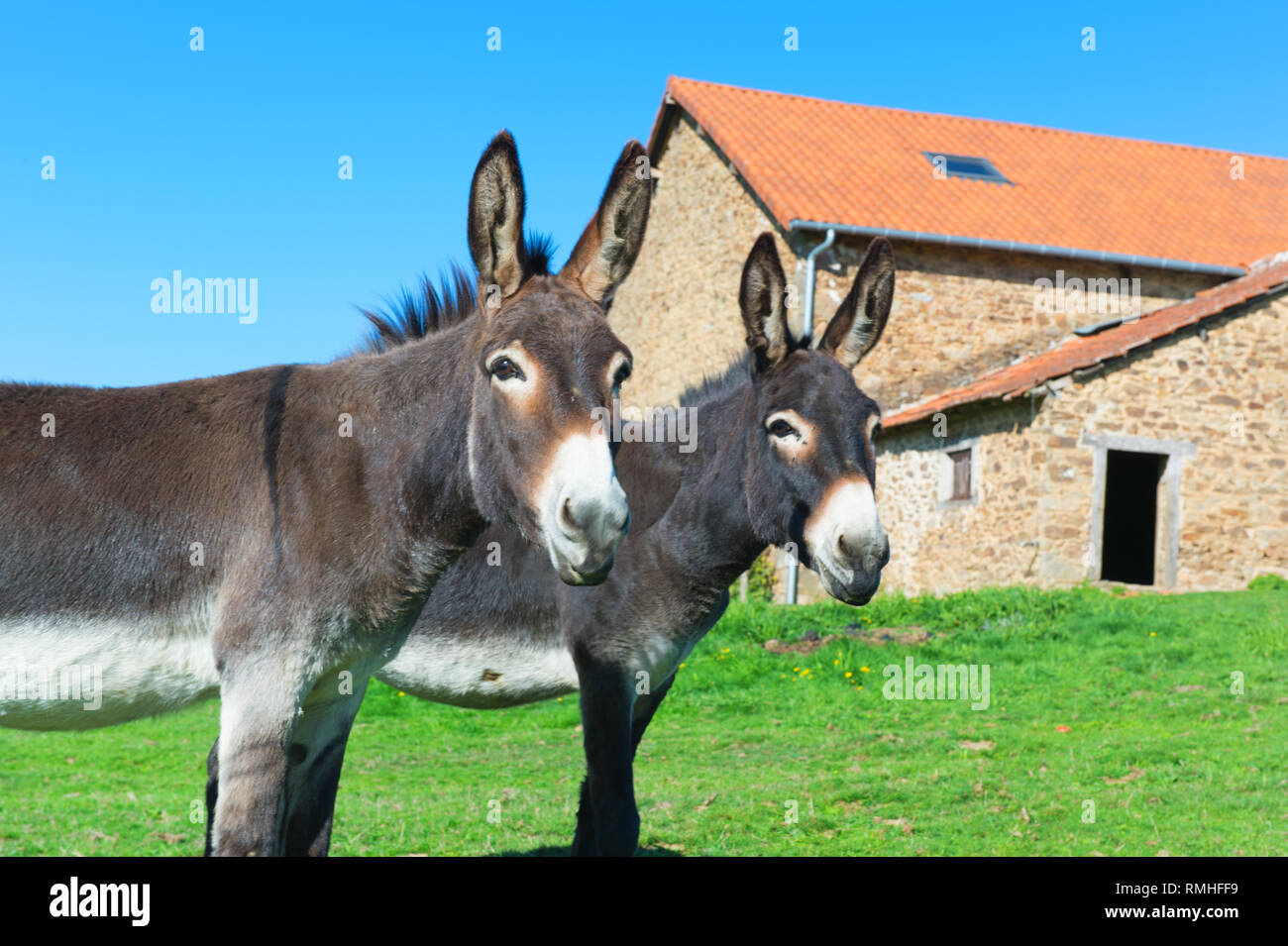 Donkeys in stable hi-res stock photography and images - Alamy